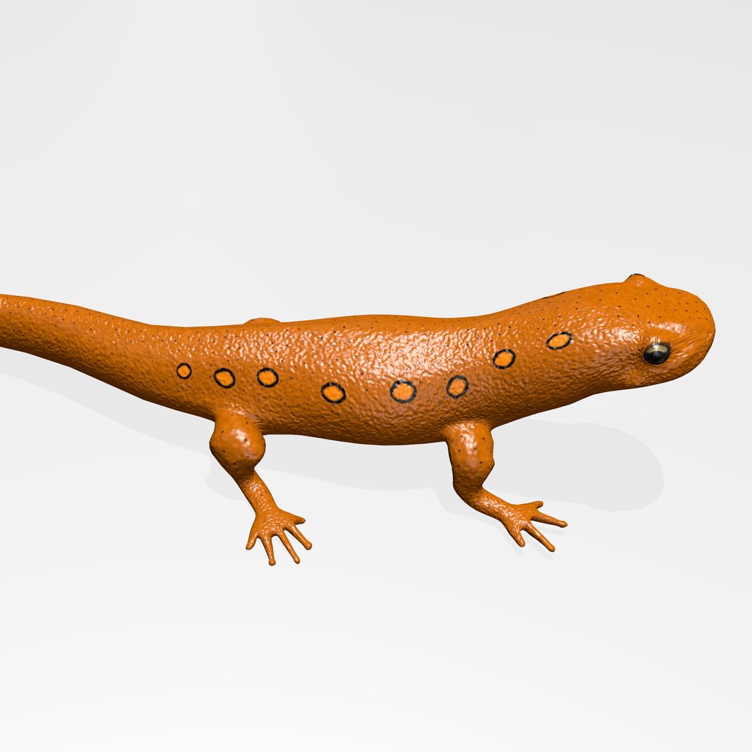 3D Eastern Newt - TurboSquid 1194124