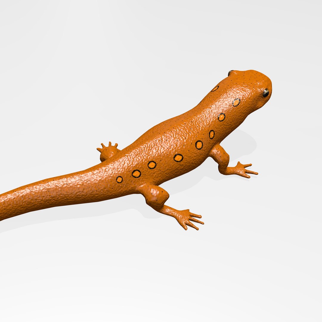 3D Eastern Newt - TurboSquid 1194124