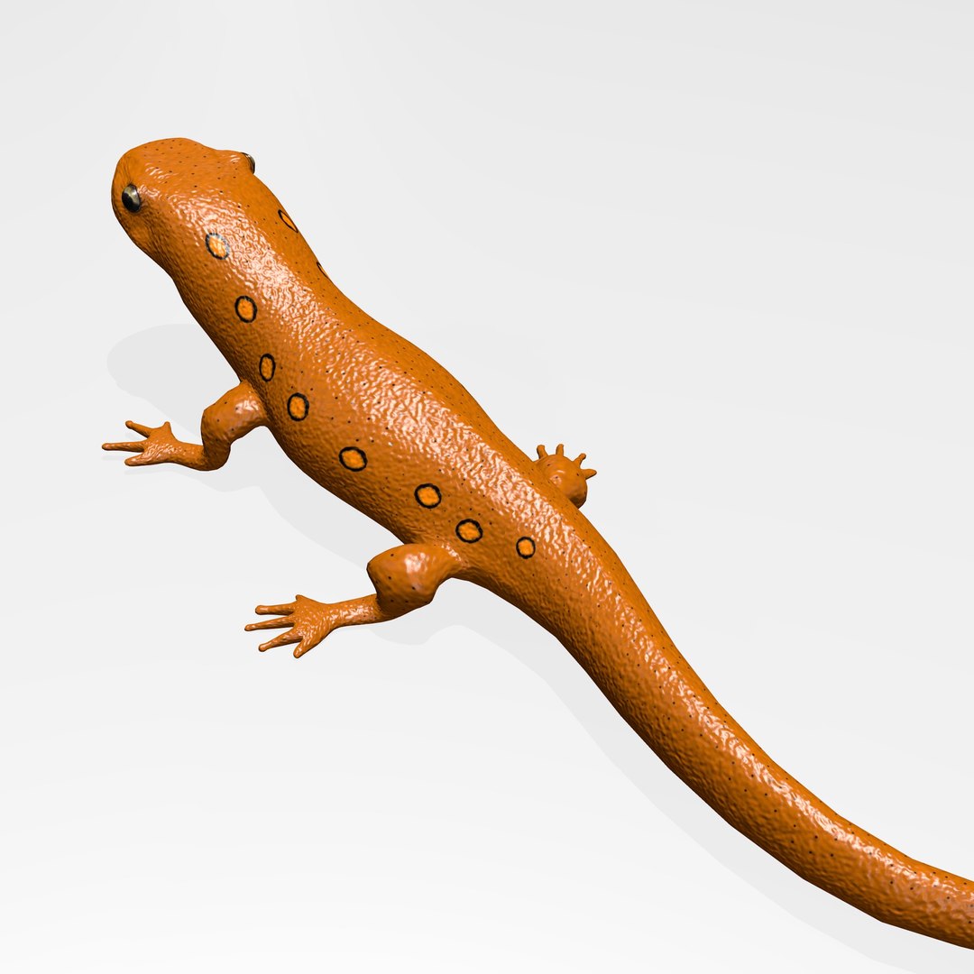 3D Eastern Newt - TurboSquid 1194124