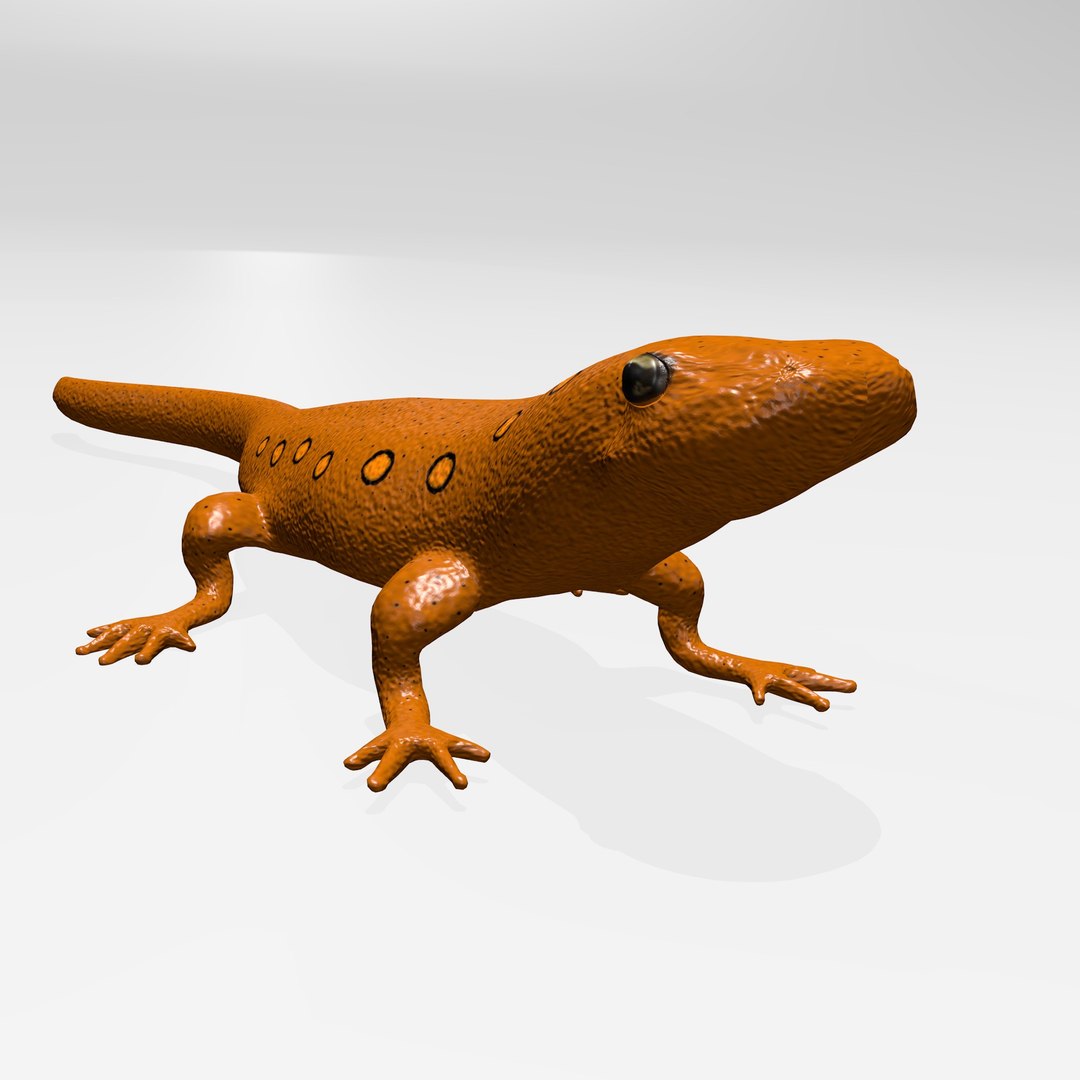3D Eastern Newt - TurboSquid 1194124