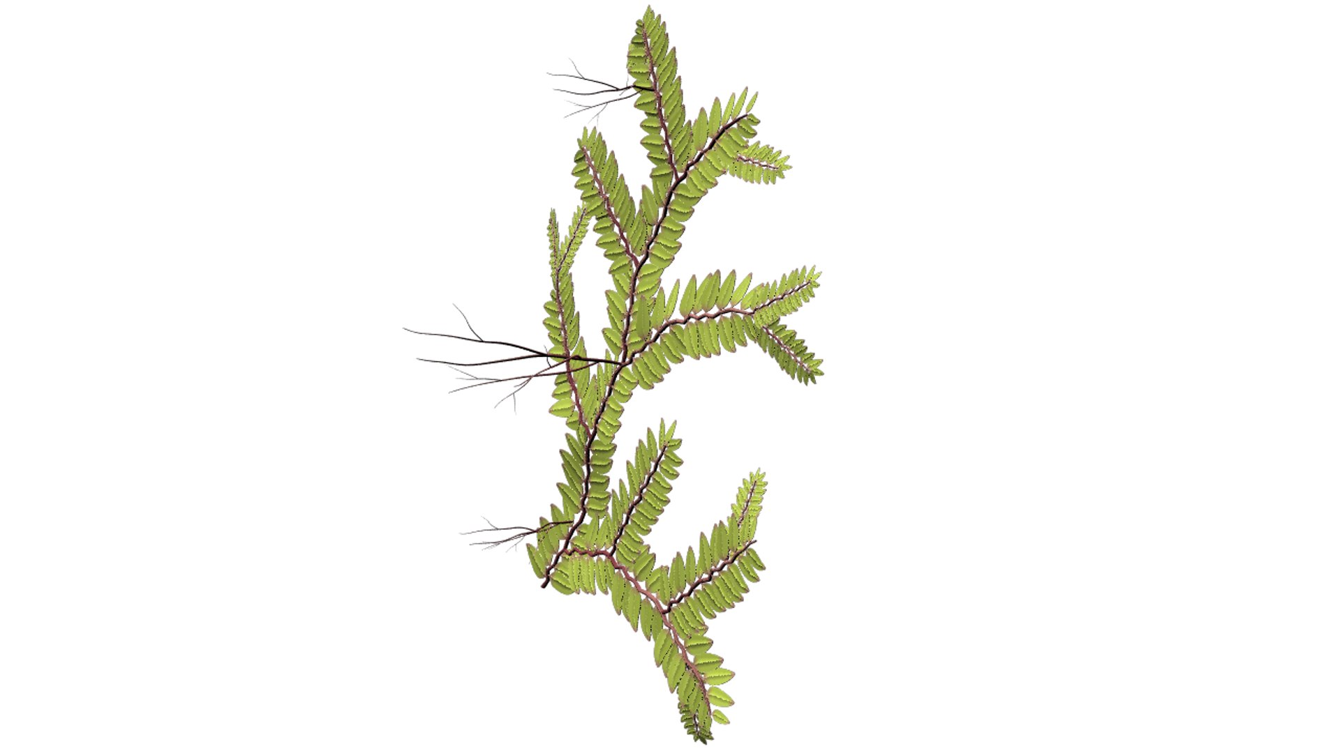 3d Selaginella Plants Spikemosses Model