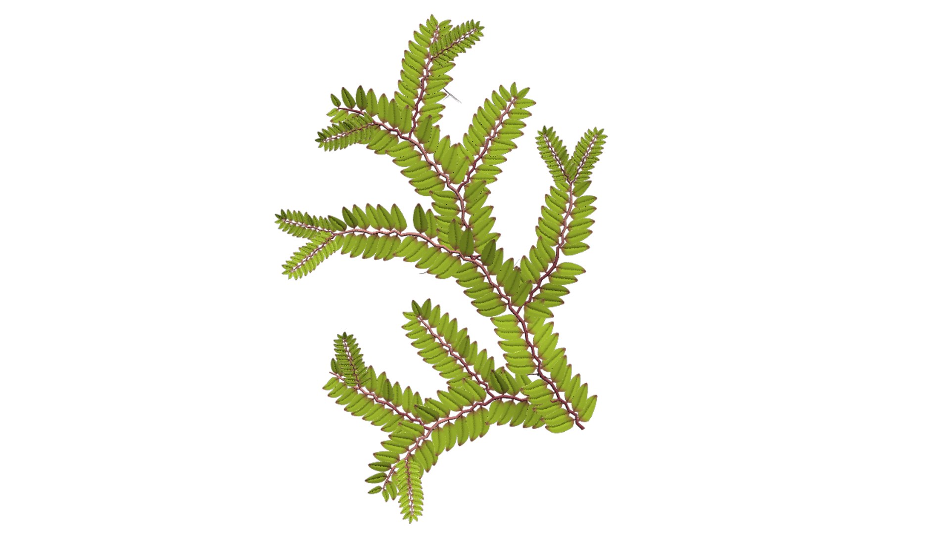 3d Selaginella Plants Spikemosses Model