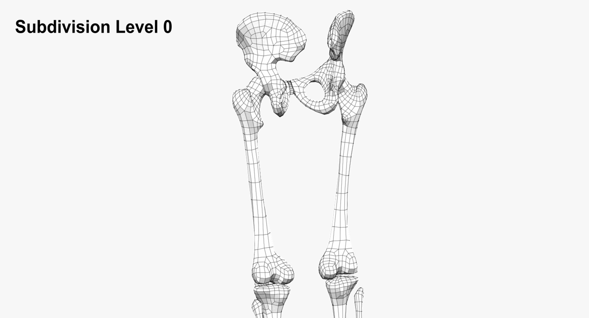 3d Leg Skeleton Model