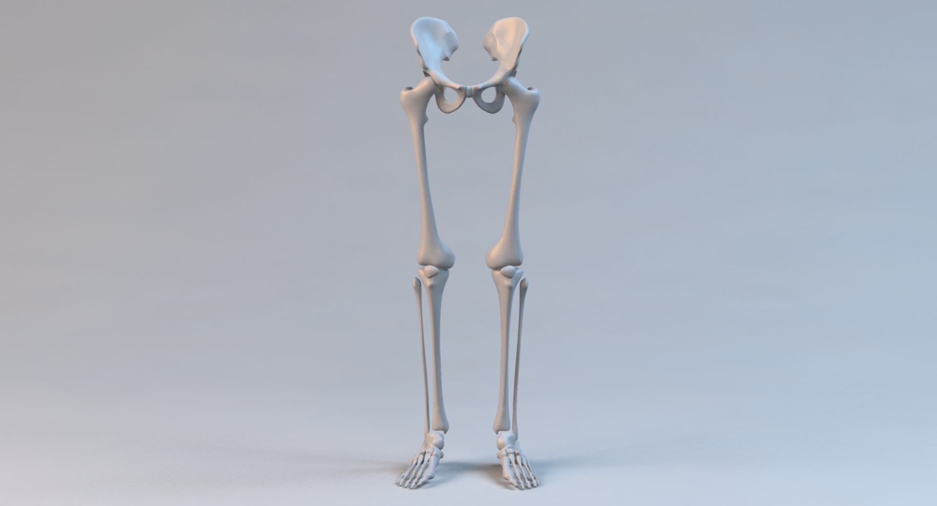3d Leg Skeleton Model