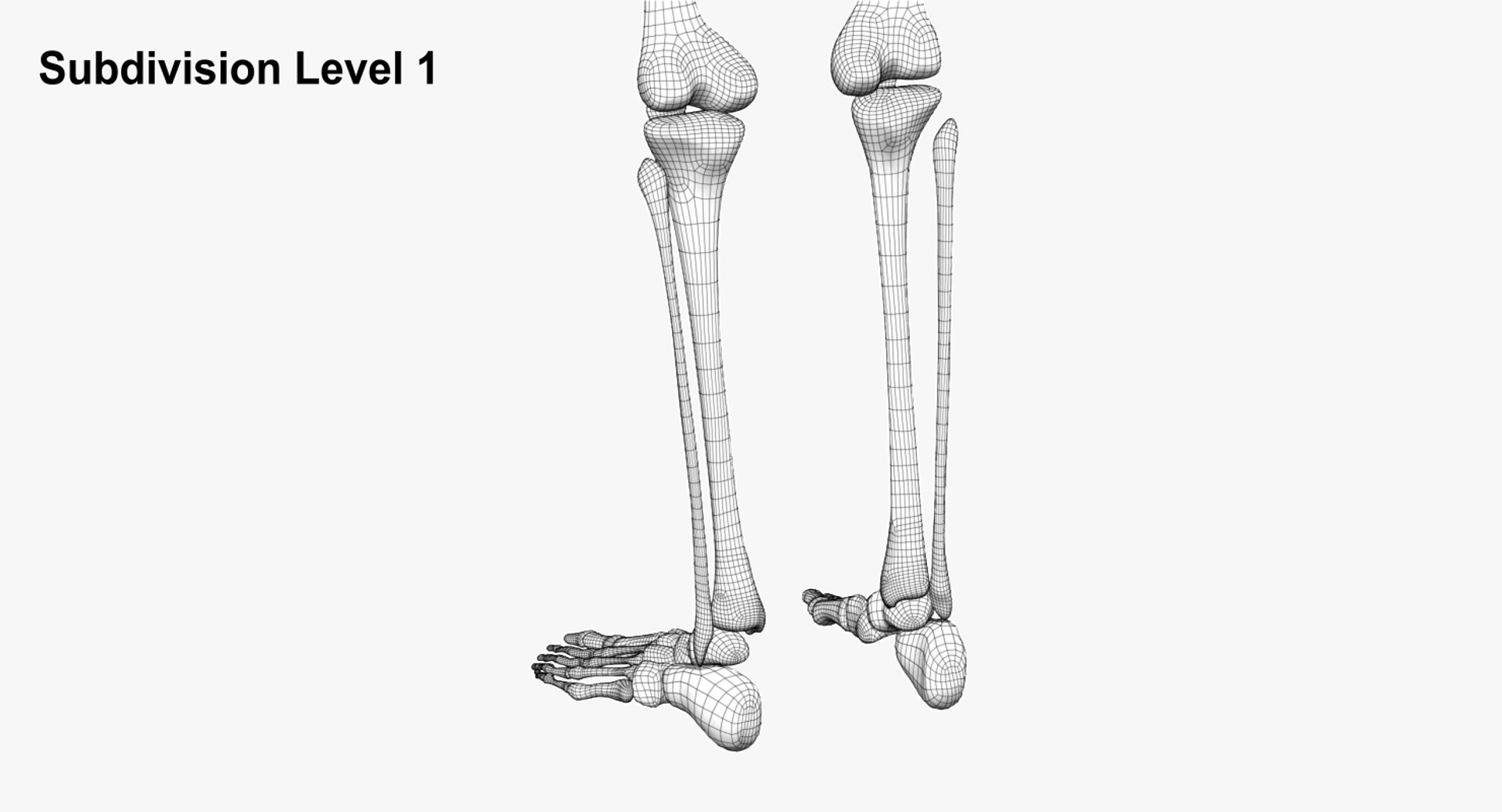 3d Leg Skeleton Model