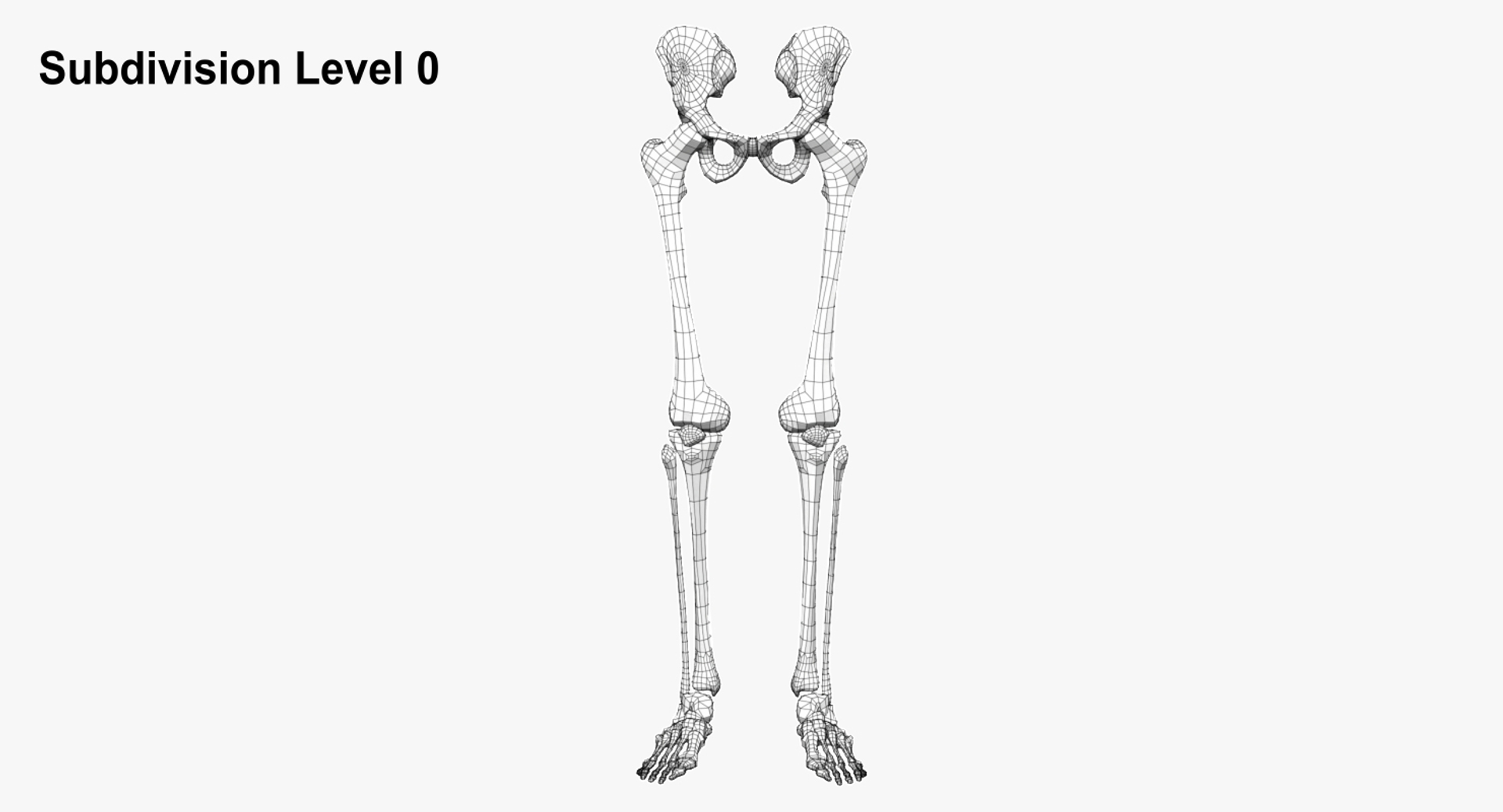 3d Leg Skeleton Model