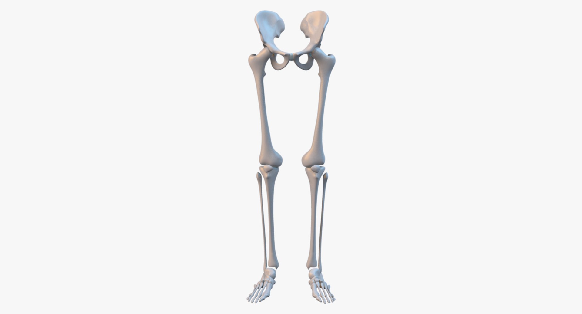 3d leg skeleton model