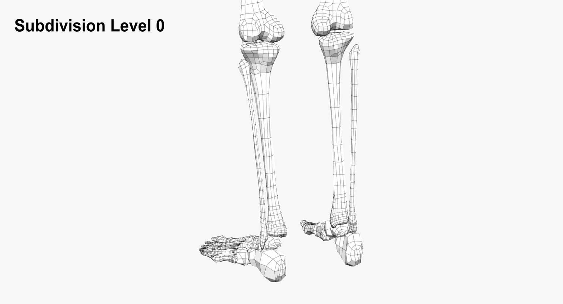 3d Leg Skeleton Model