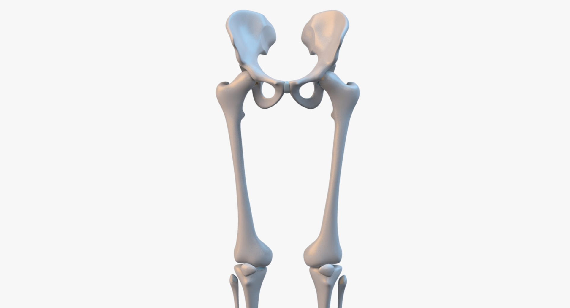 3d leg skeleton model