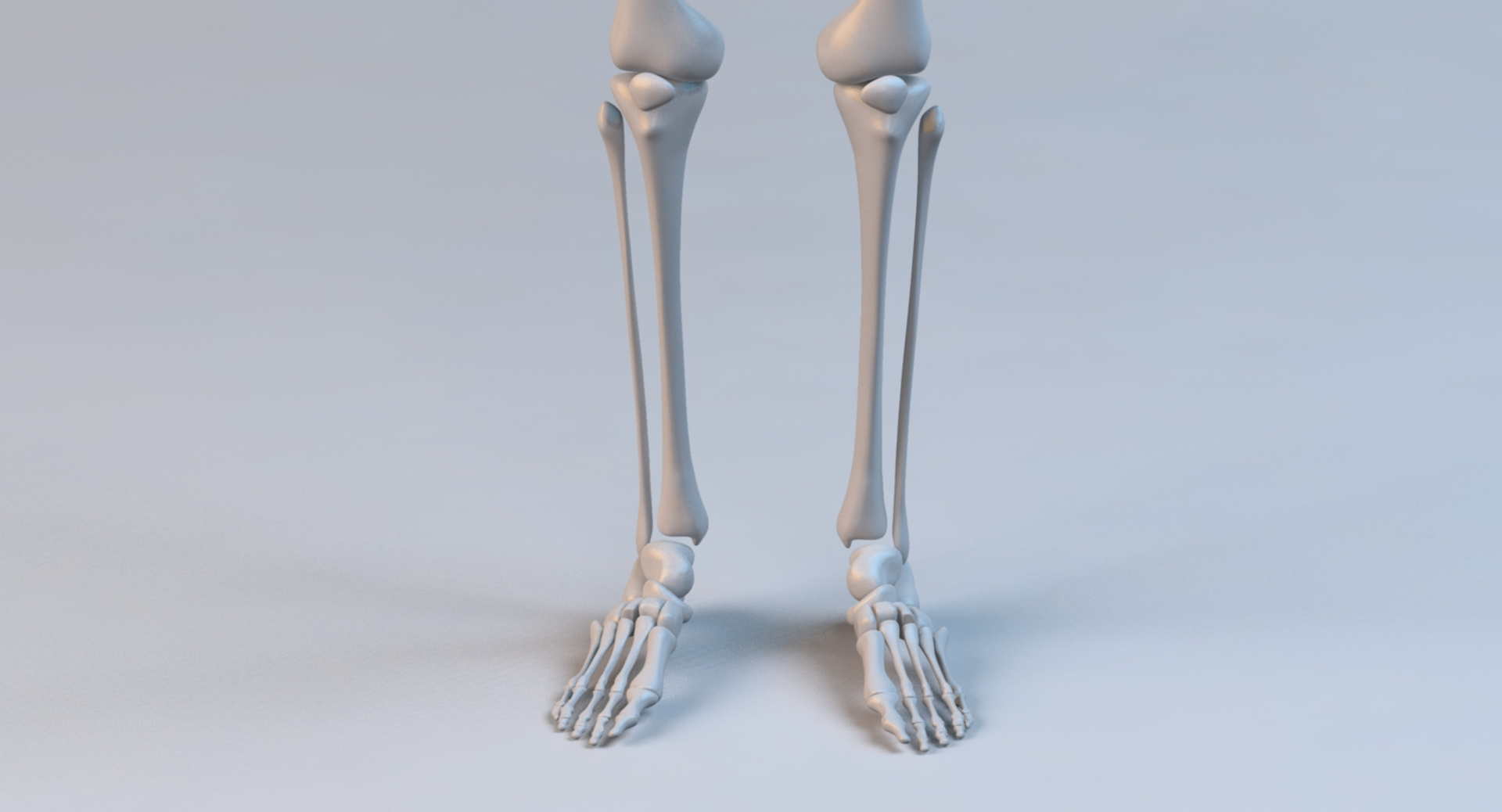 3d Leg Skeleton Model