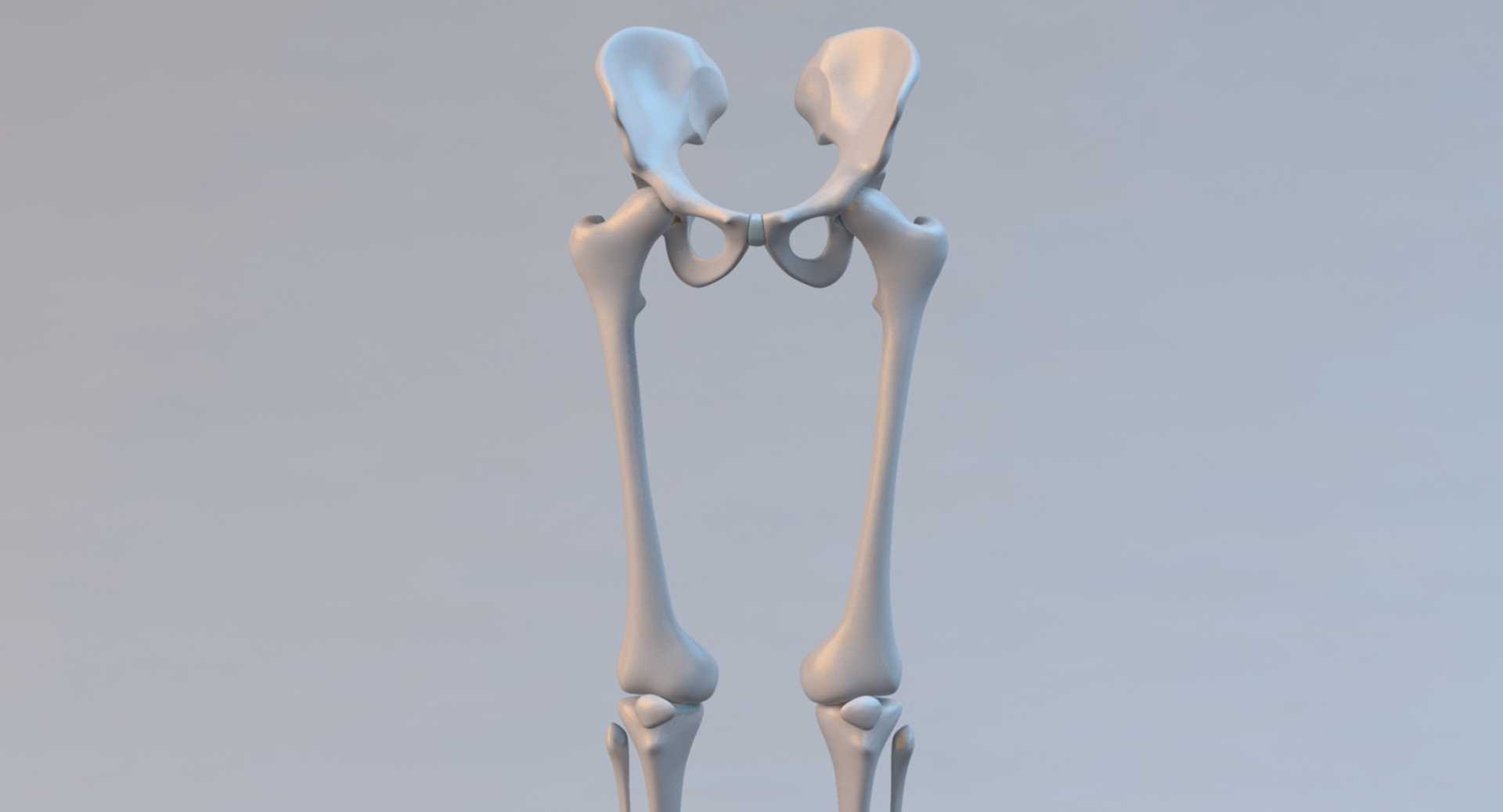 3d Leg Skeleton Model