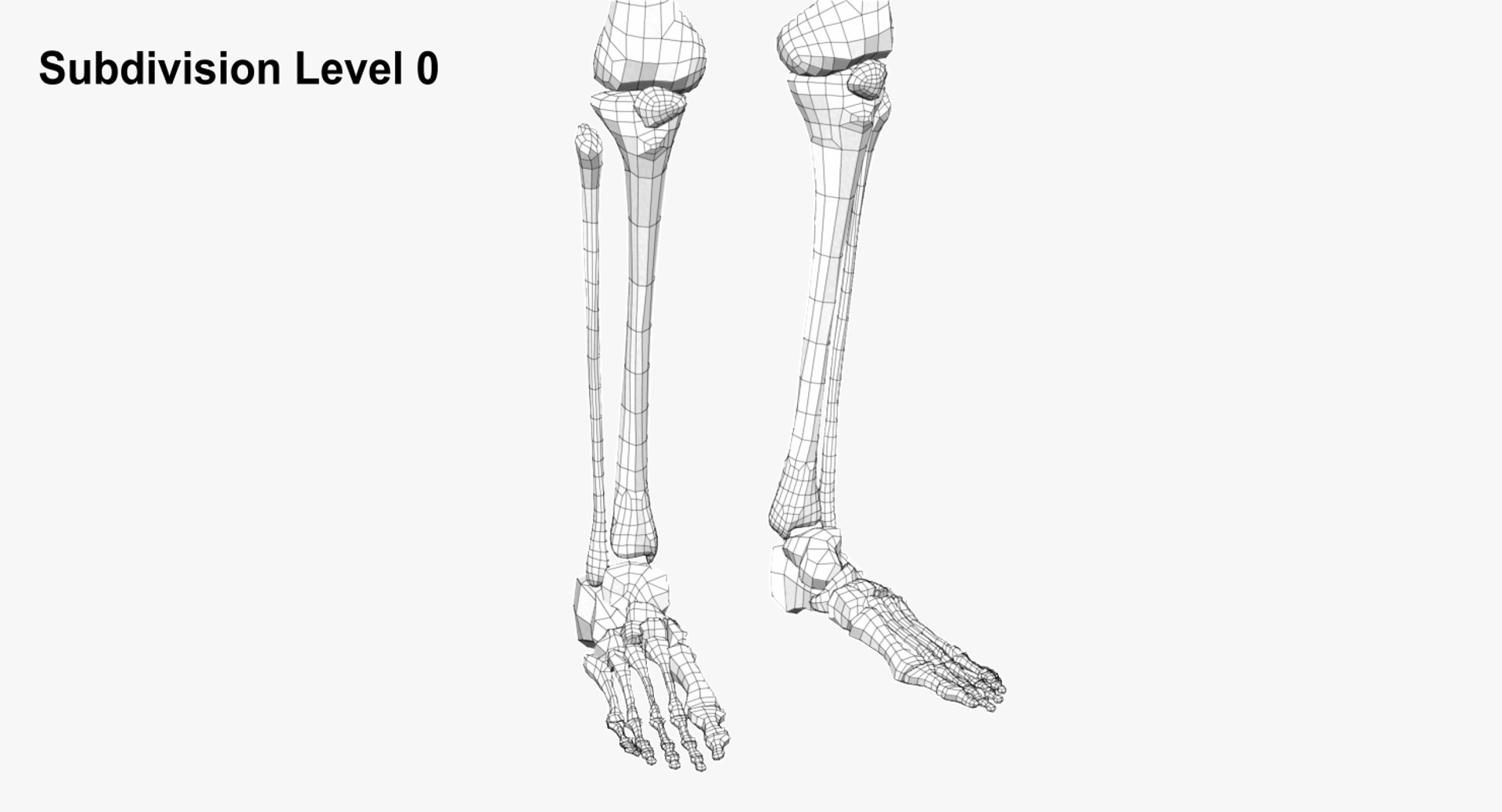 3d Leg Skeleton Model