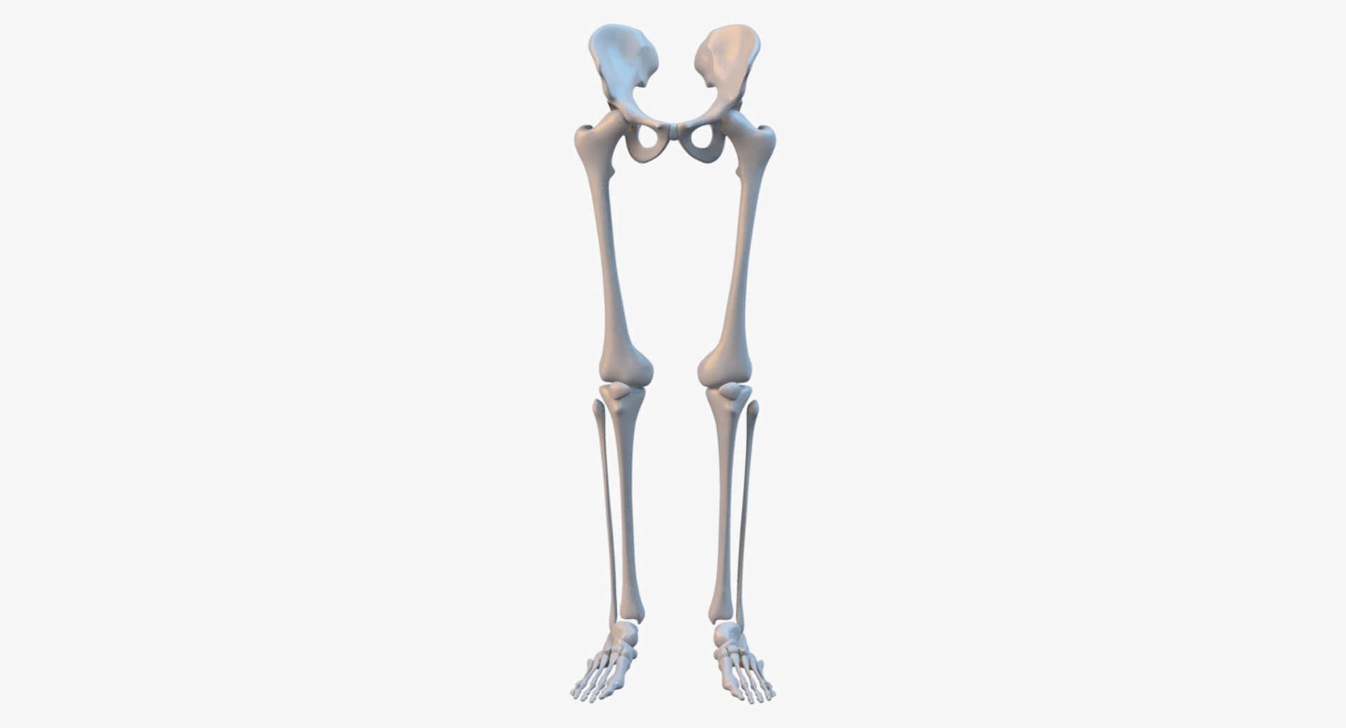 3d leg skeleton model