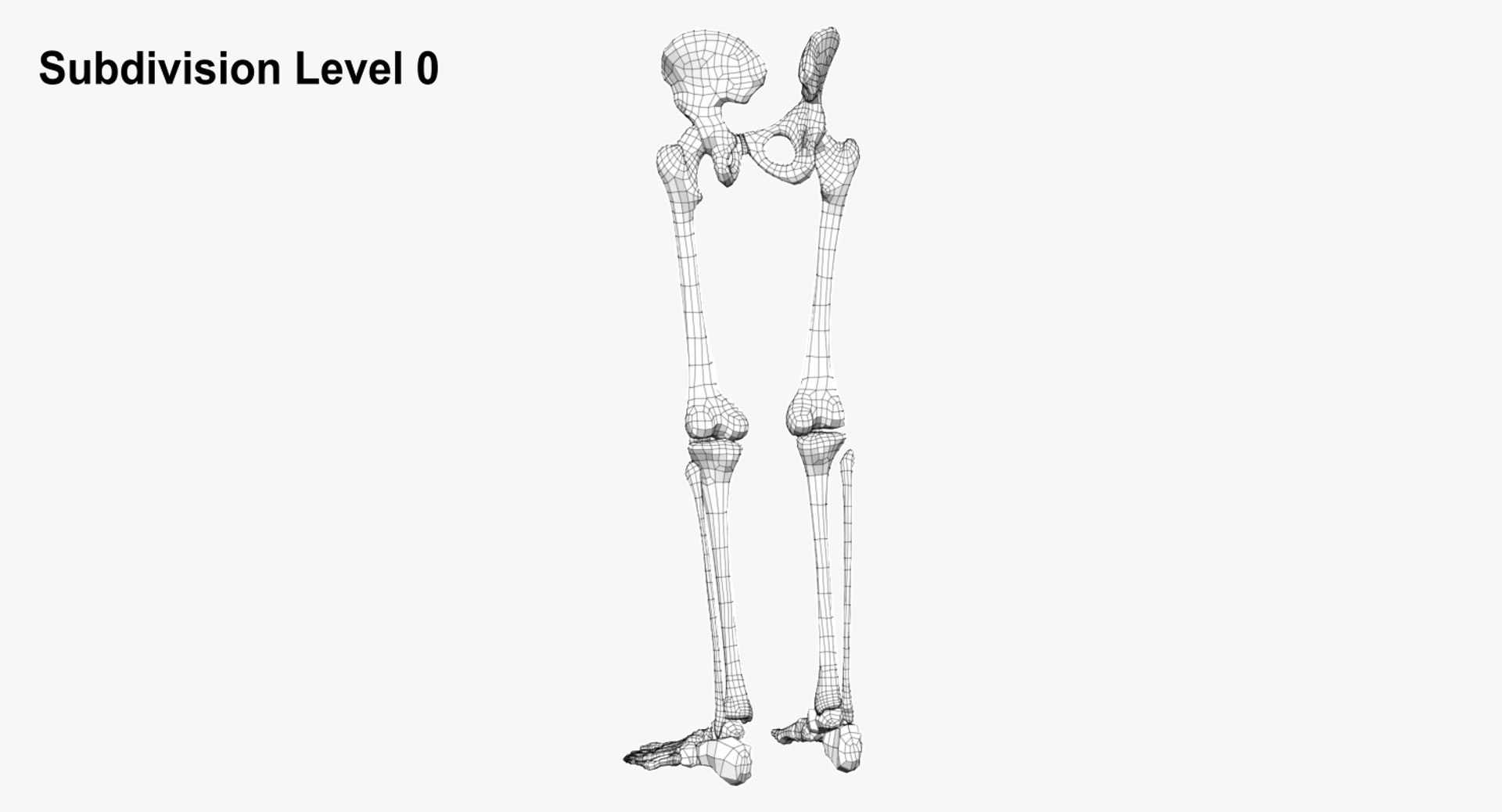 3d Leg Skeleton Model