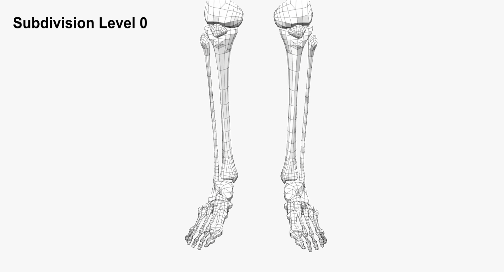3d leg skeleton model