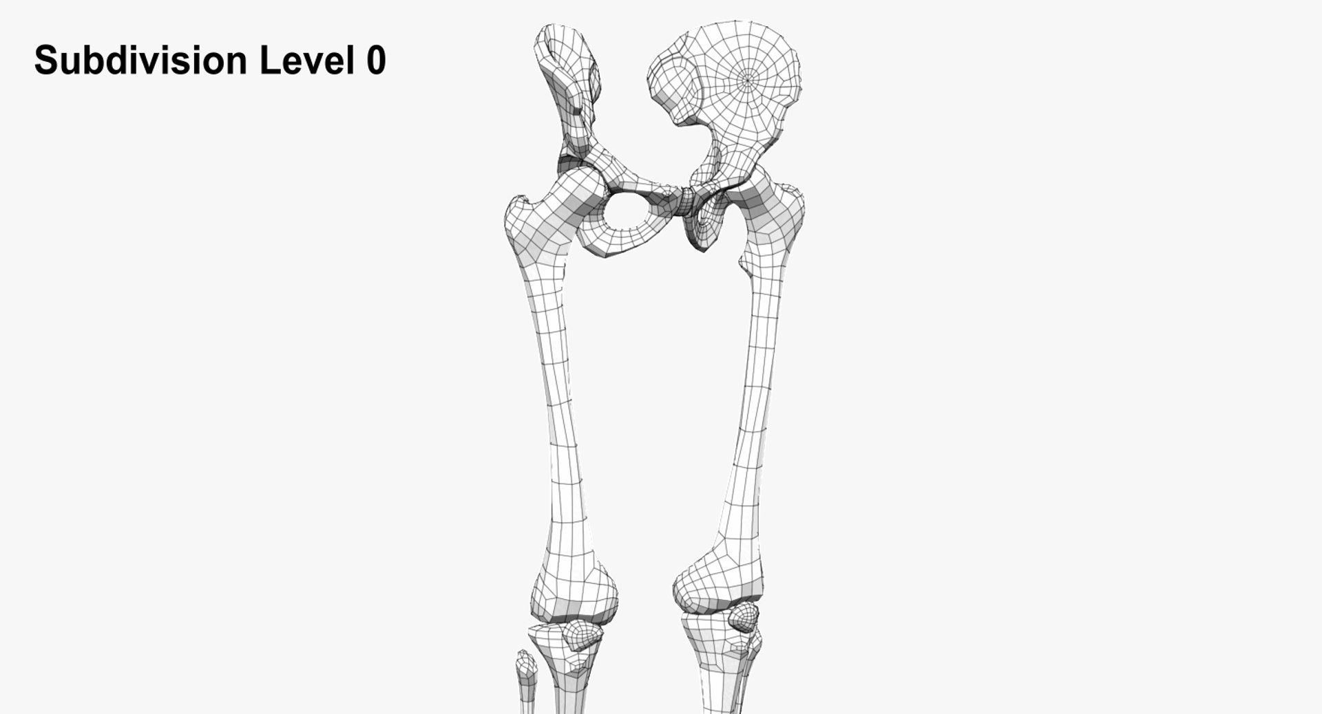 3d Leg Skeleton Model