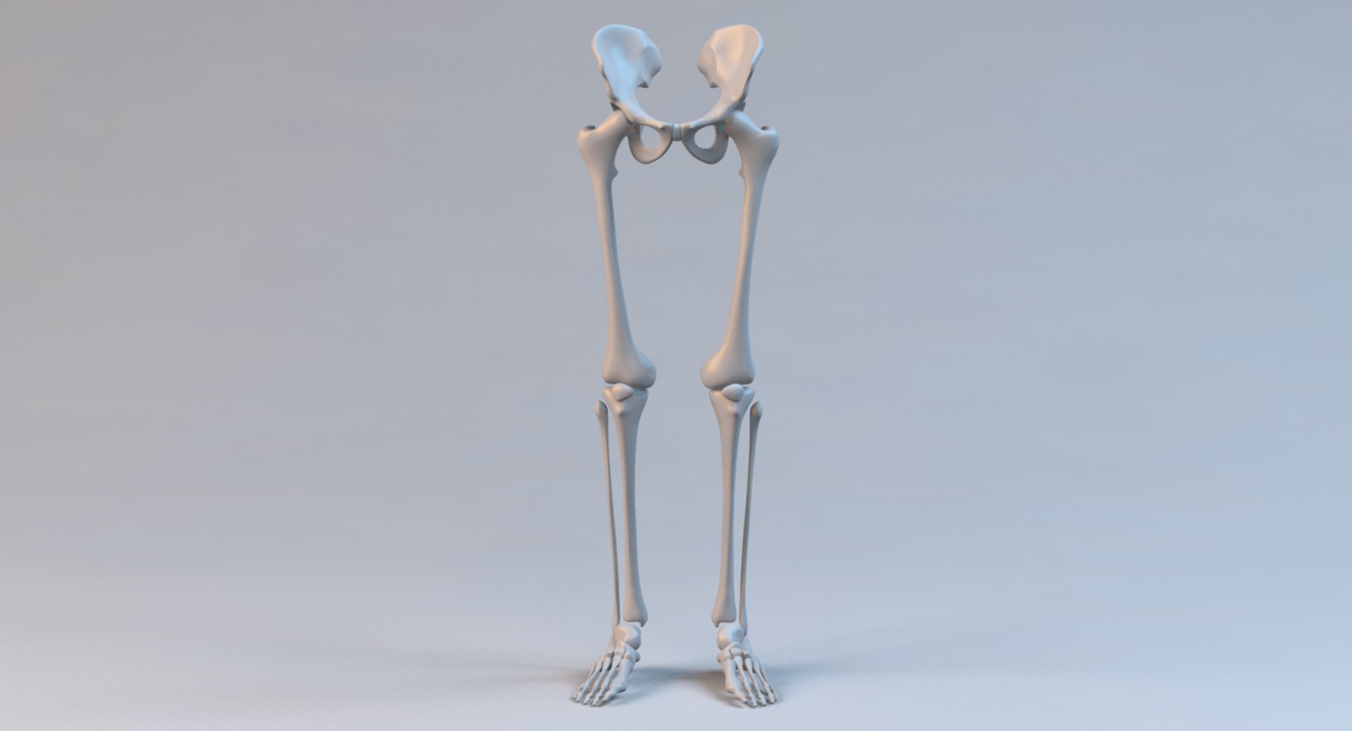 3d Leg Skeleton Model