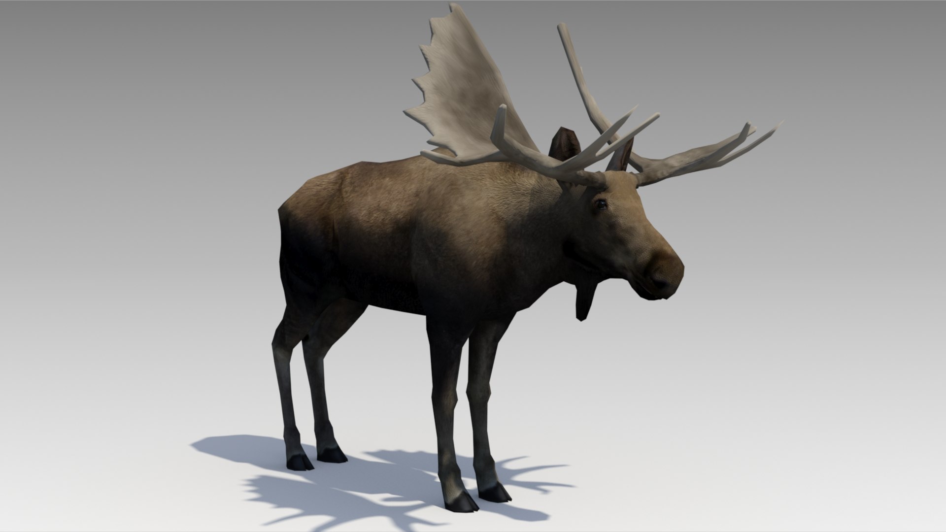 3D Moose - TurboSquid 1237688