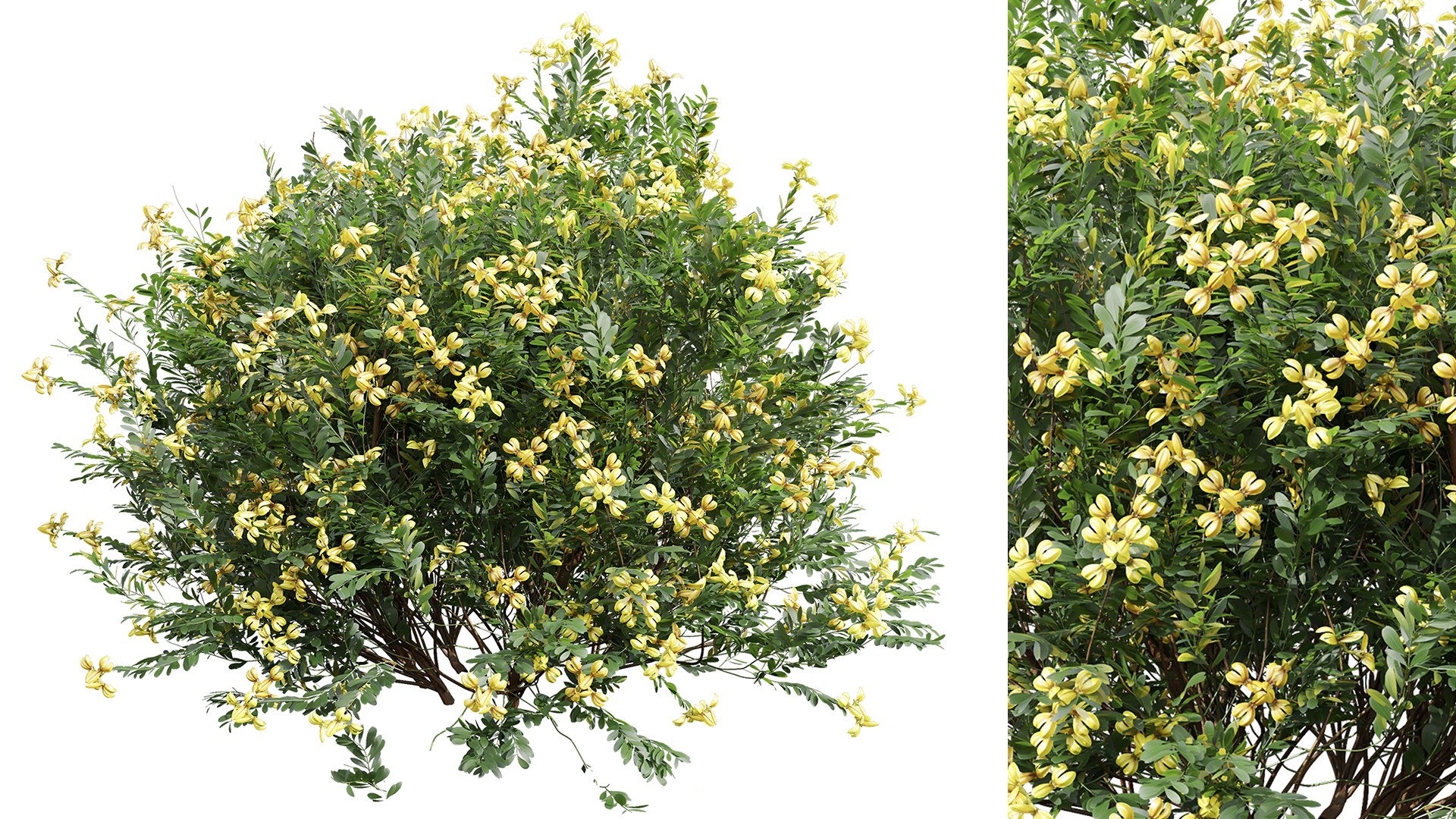 AV 5different Bush Cistus Albidus Zistrose Flower White And Coronilla ...