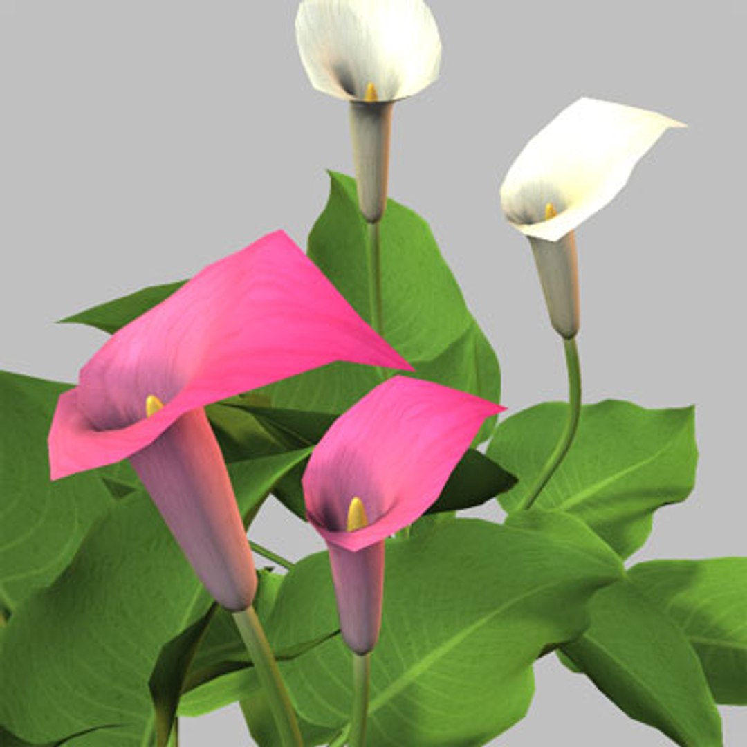 3ds calla lillies