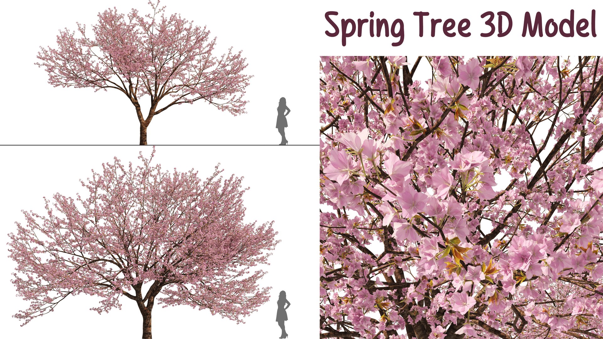 Two Spring Cerasus Tree Pink Tree 3D Model - TurboSquid 1854675