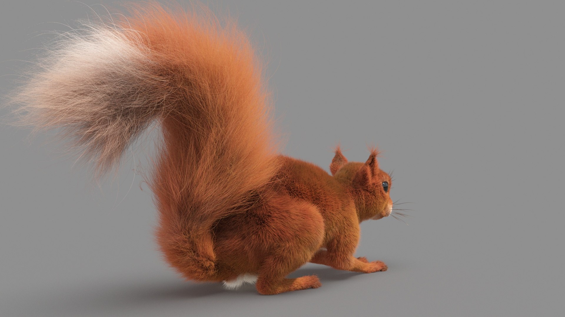 3D Red Squirrel Model - TurboSquid 1715656