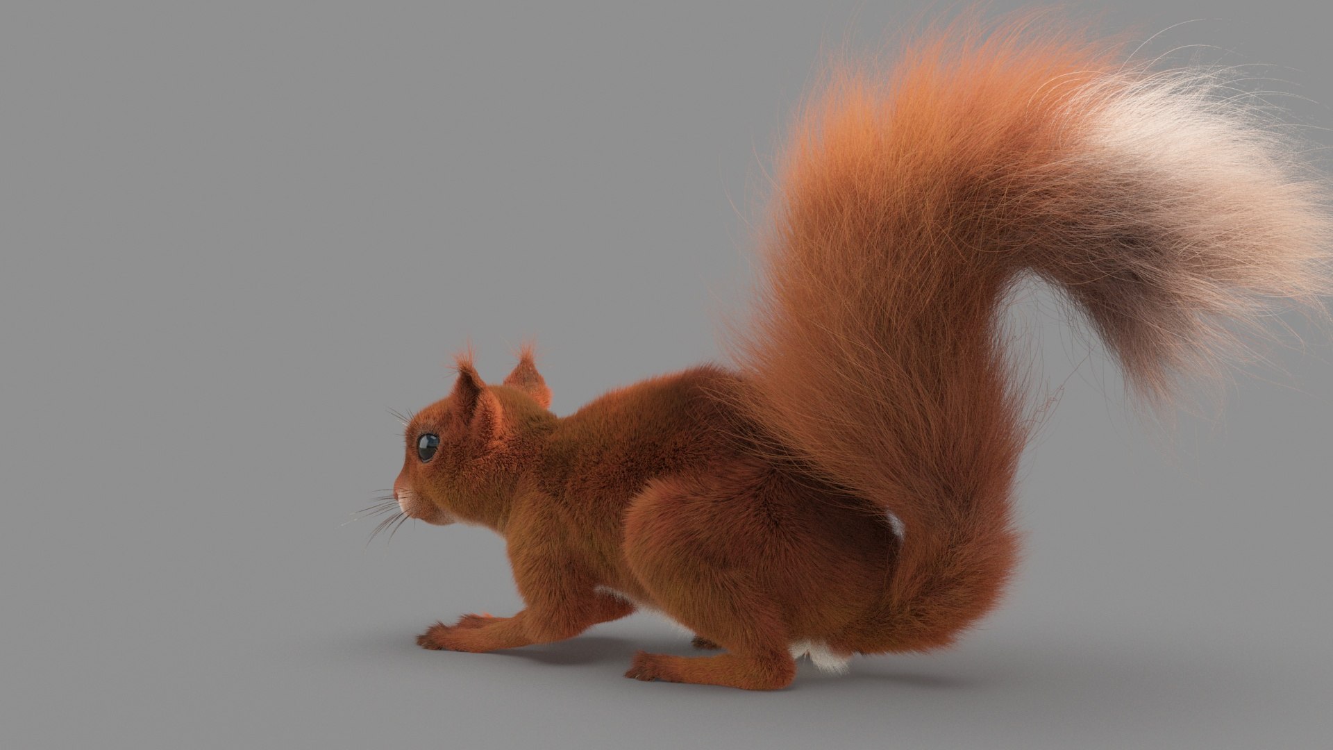 3D Red Squirrel Model - TurboSquid 1715656