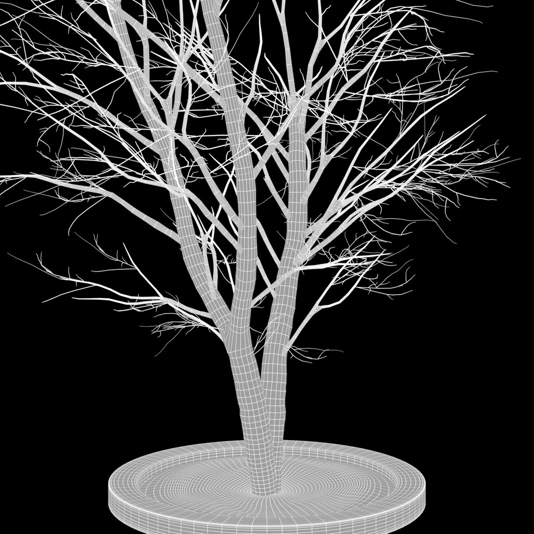 3D european white birch model - TurboSquid 1257693