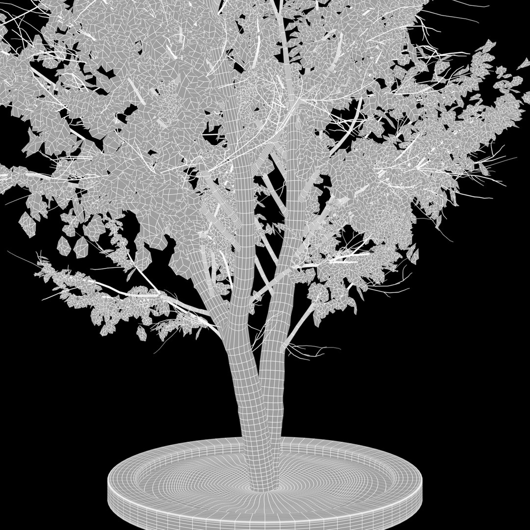 3D european white birch model - TurboSquid 1257693