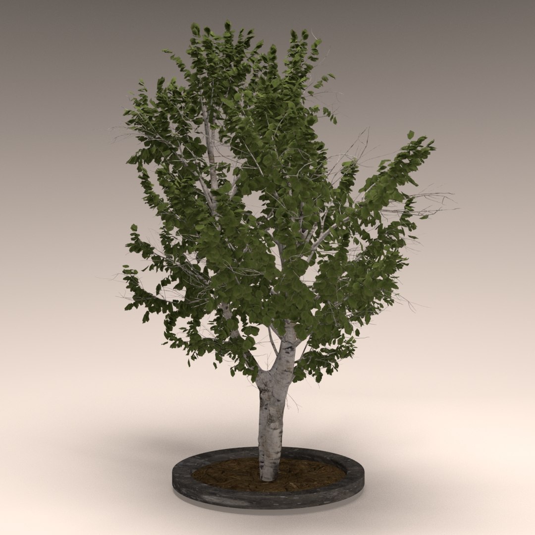 3D european white birch model - TurboSquid 1257693