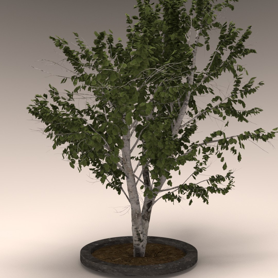 3D european white birch model - TurboSquid 1257693