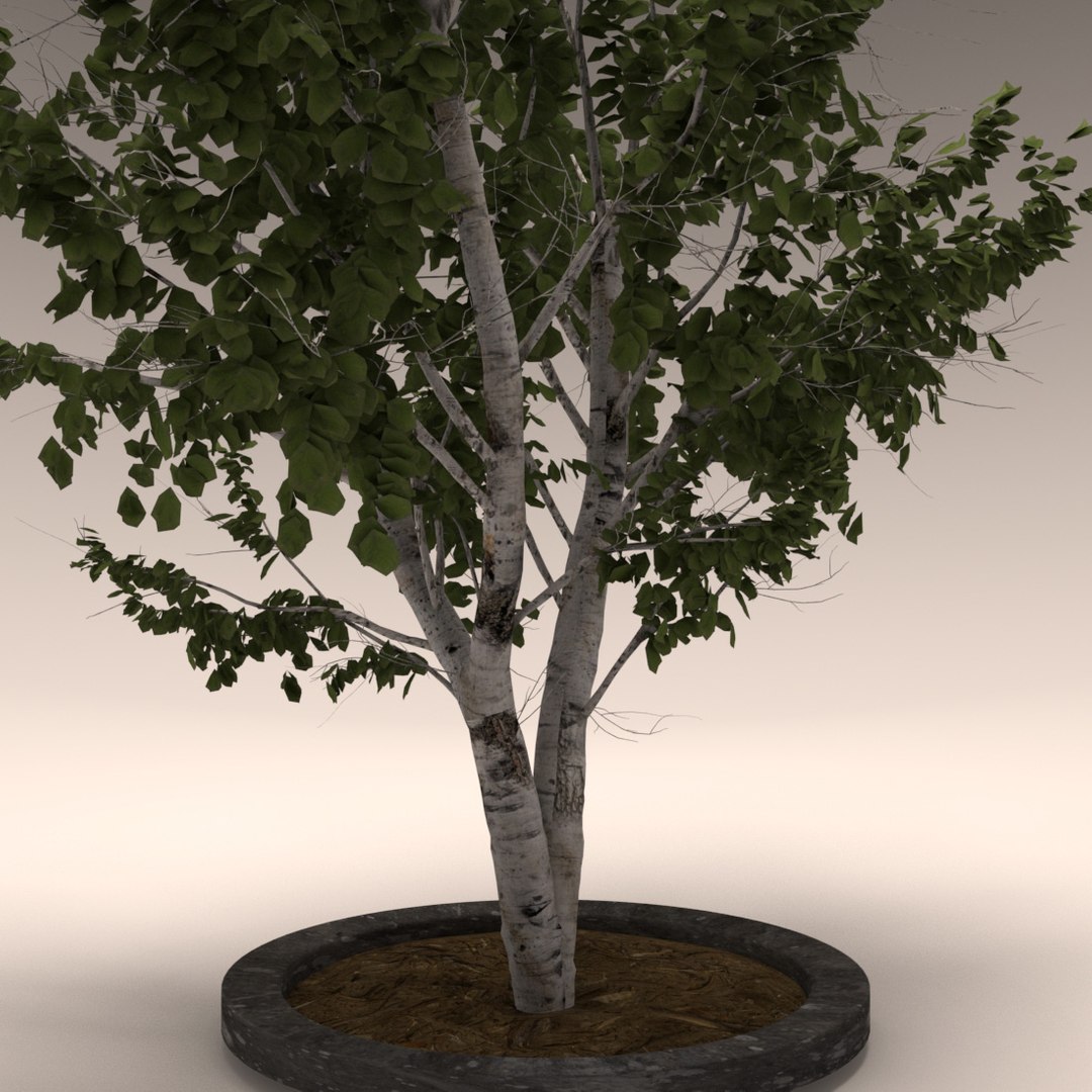 3D european white birch model - TurboSquid 1257693