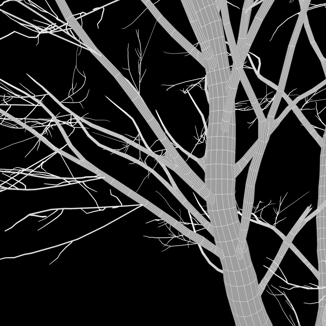 3D european white birch model - TurboSquid 1257693