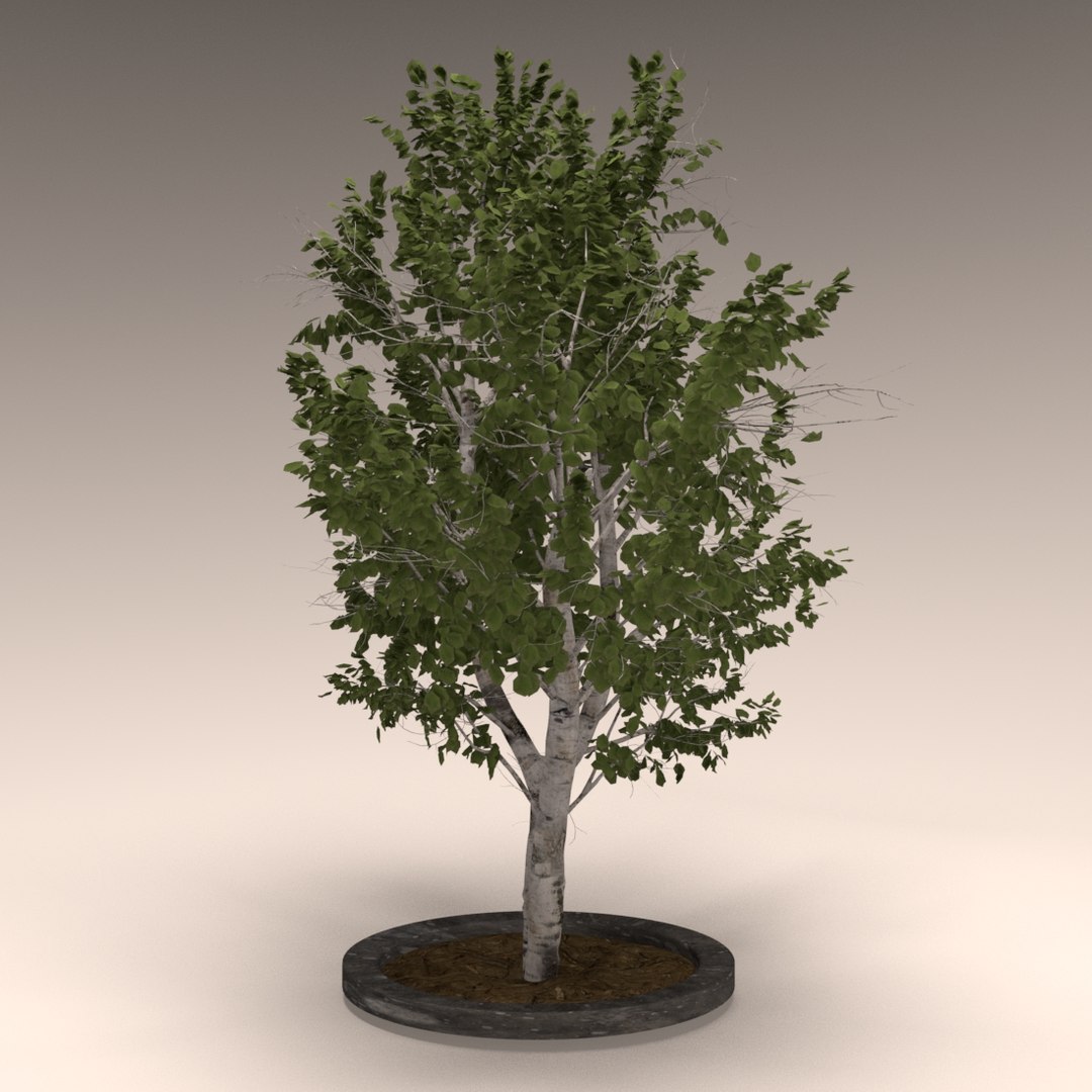 3D european white birch model - TurboSquid 1257693
