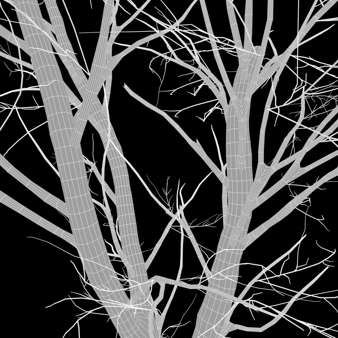 3D european white birch model - TurboSquid 1257693