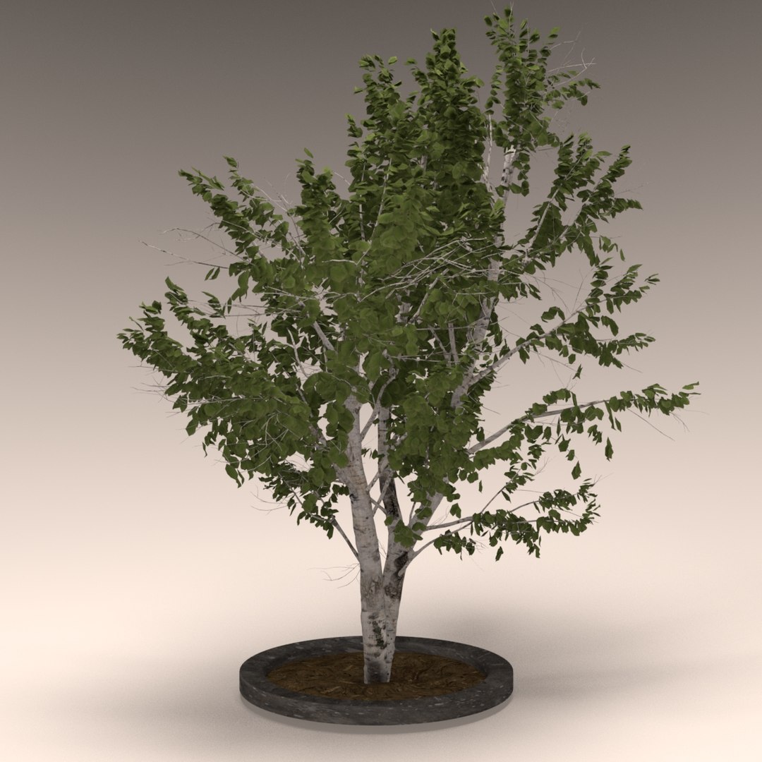 3D european white birch model - TurboSquid 1257693