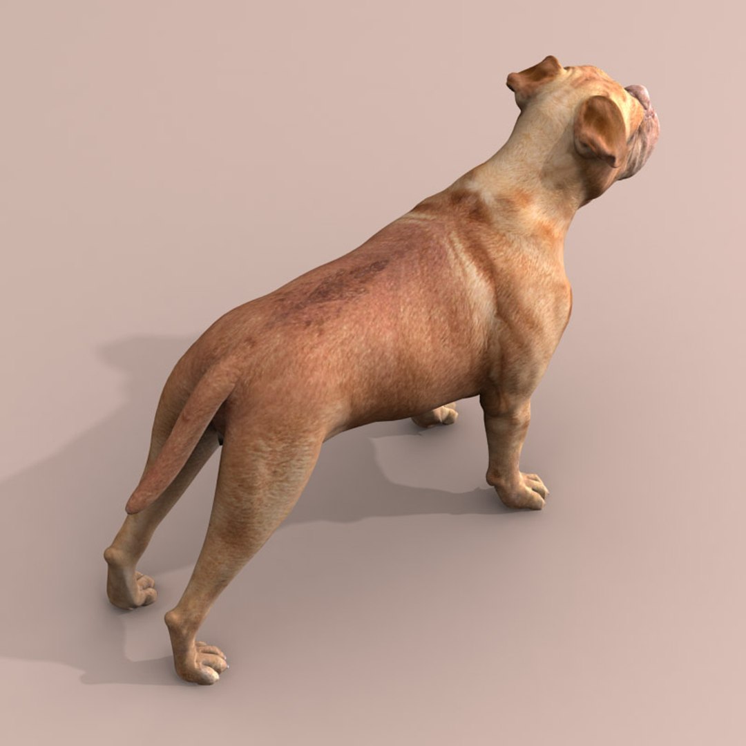 dog 4 3d model