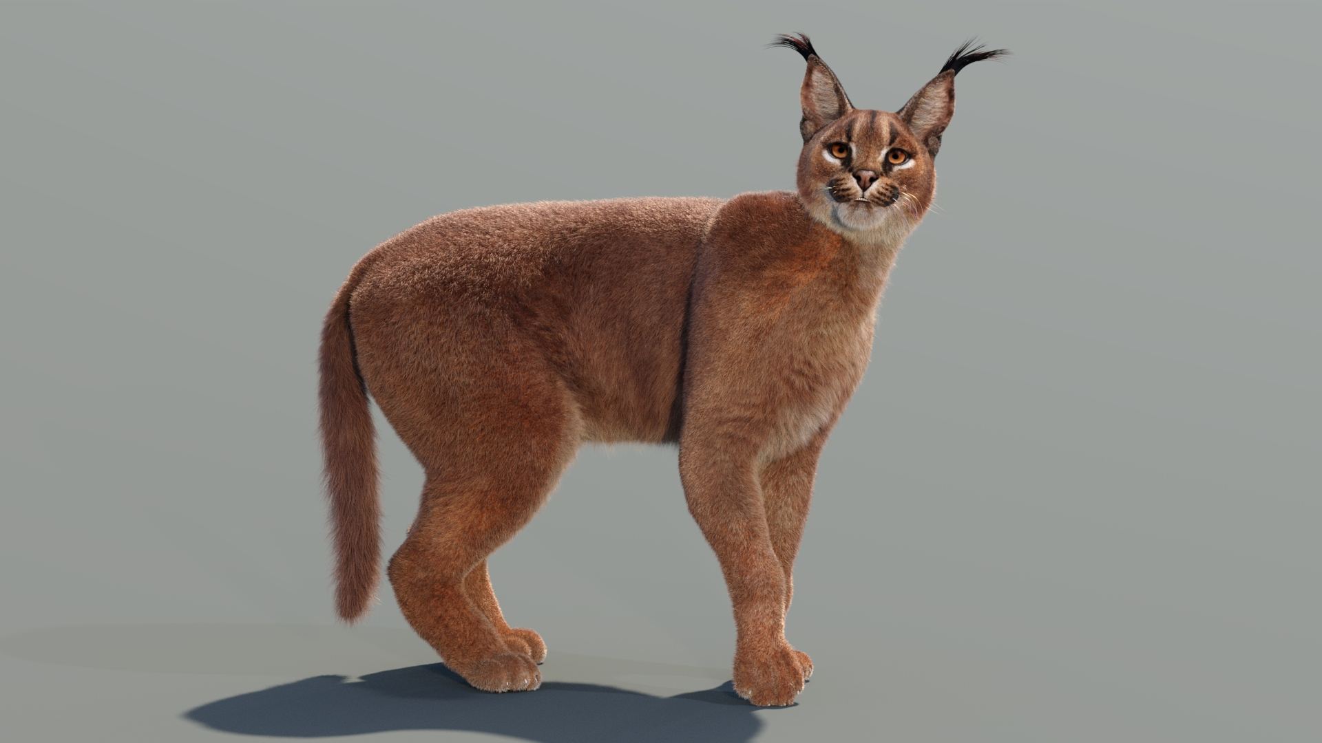 Rigged Caracal Fur 3D Model - TurboSquid 2331953