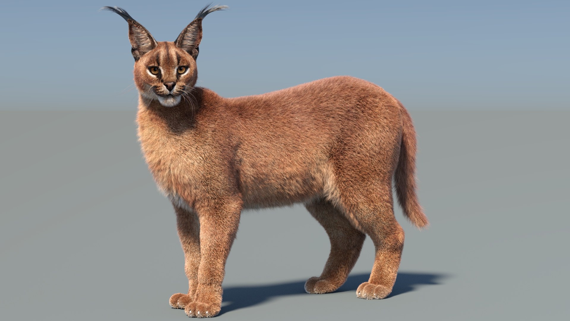 Rigged Caracal Fur 3D Model - TurboSquid 2331953