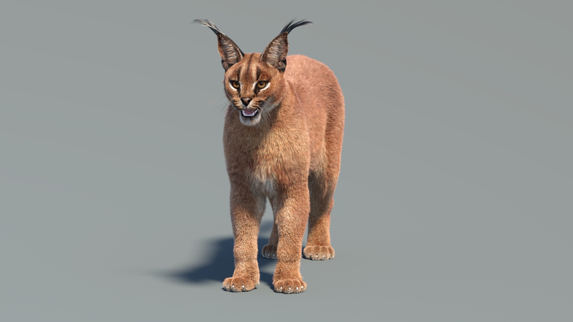 Rigged Caracal Fur 3D Model - TurboSquid 2331953