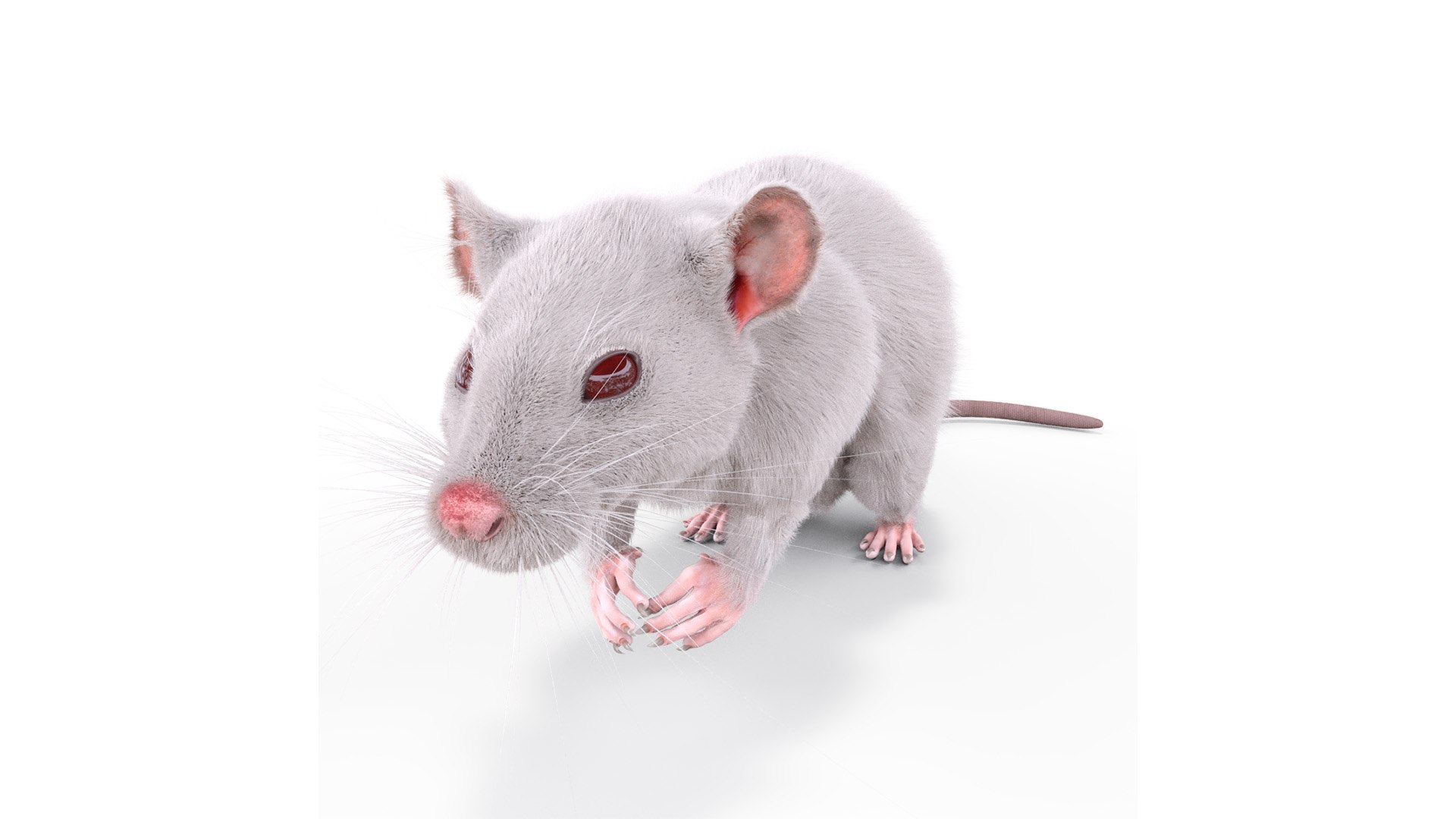 Common Rat With Fur Model - TurboSquid 2264697