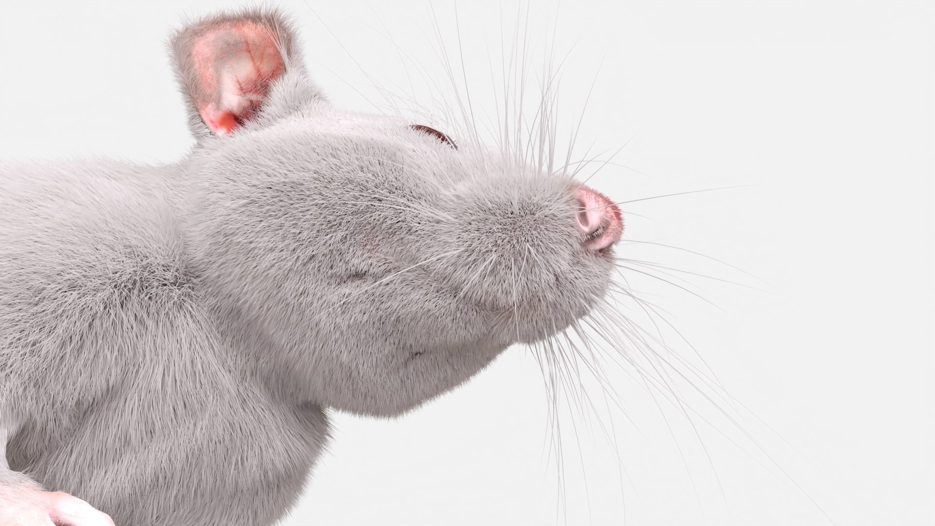 Common Rat With Fur Model - TurboSquid 2264697
