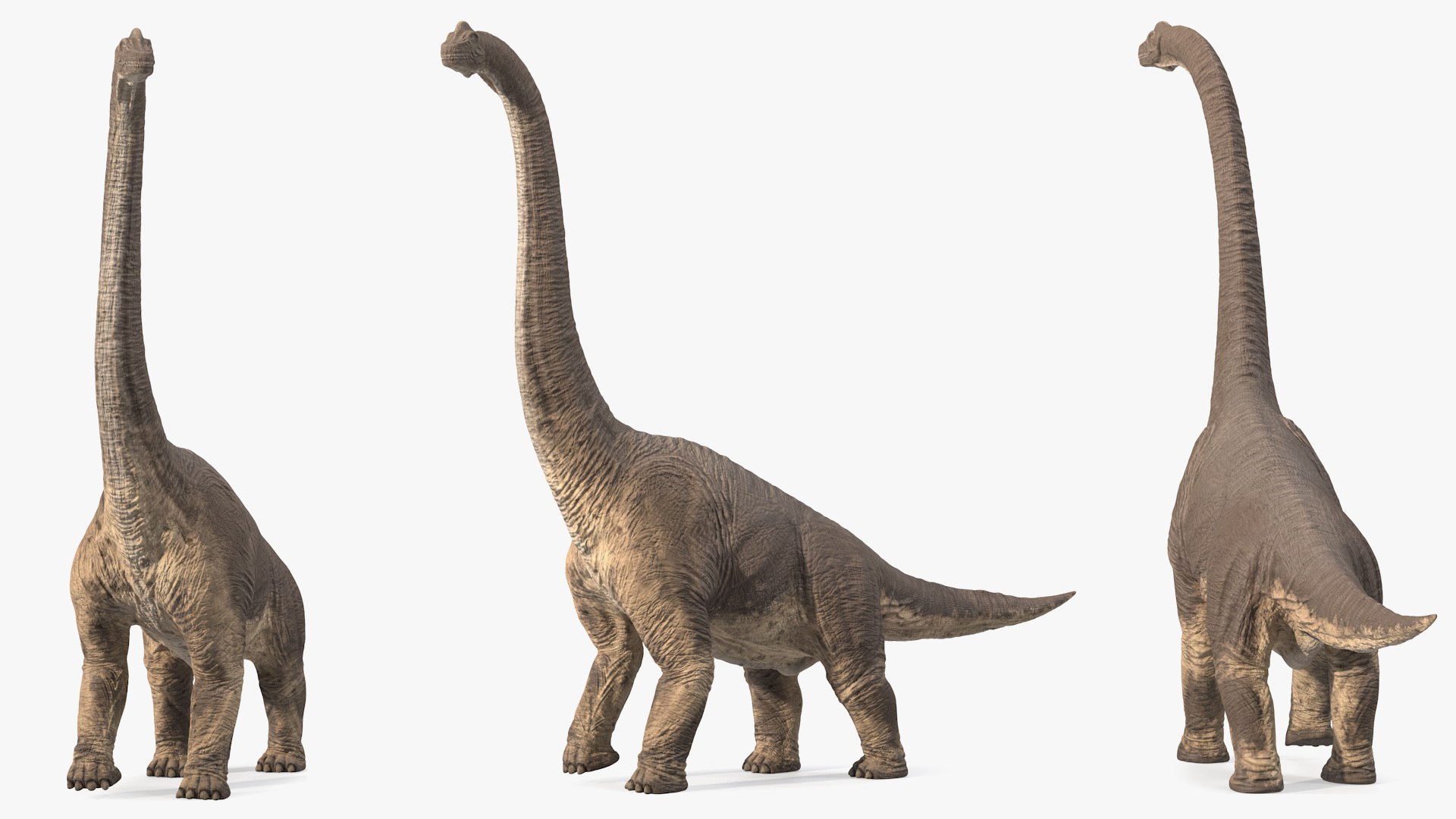 3D brachiosaurus walking pose - TurboSquid 1629756