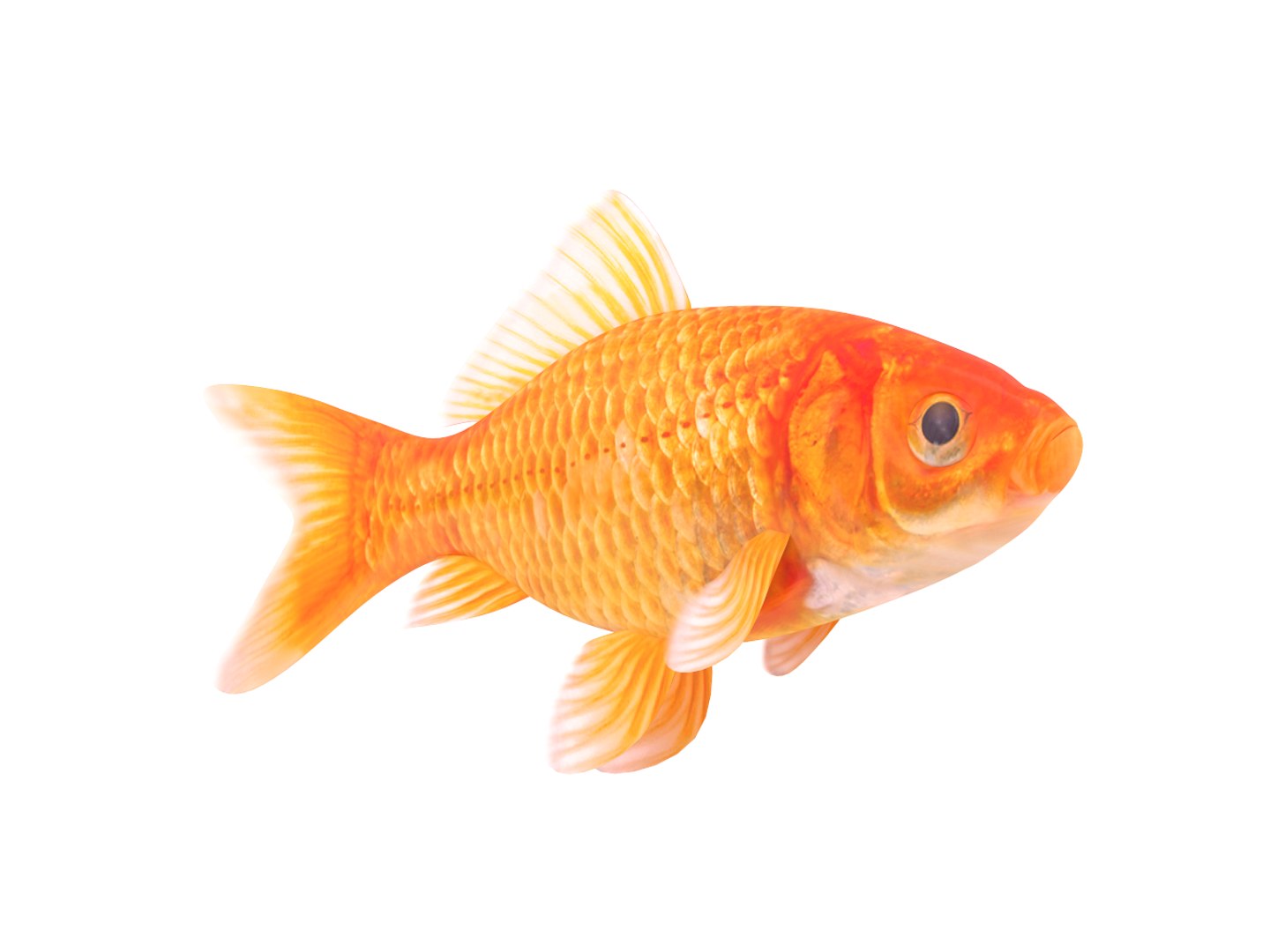 Realistic Goldfish 3D Model - TurboSquid 1549769