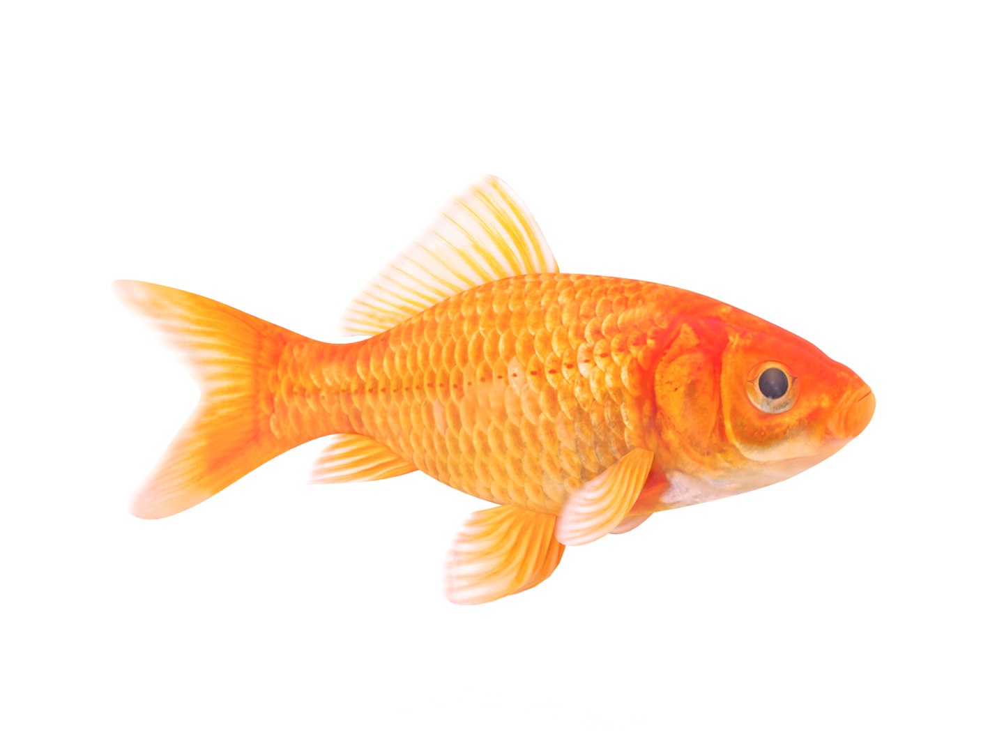 Realistic Goldfish 3D Model - TurboSquid 1549769