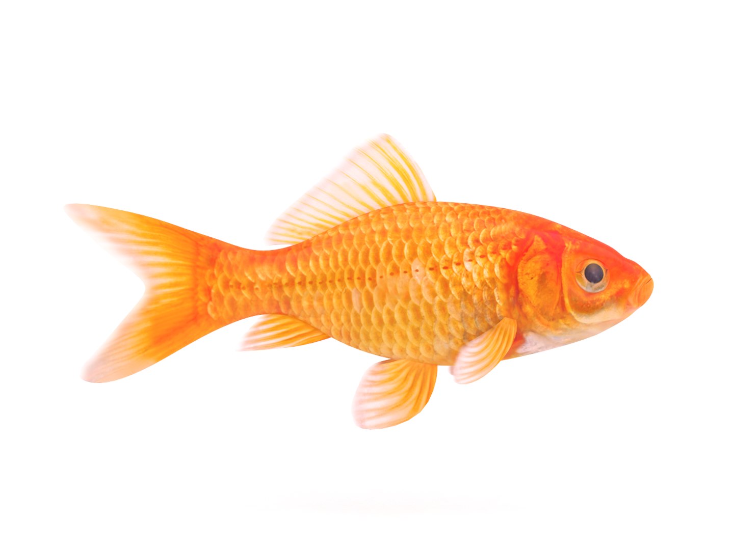 Realistic Goldfish 3D Model - TurboSquid 1549769
