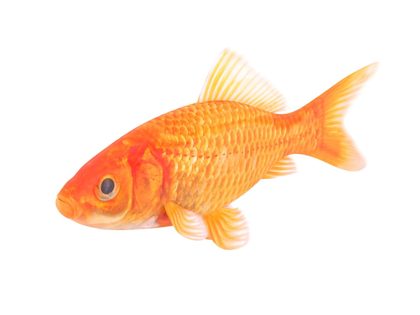Realistic Goldfish 3D Model - TurboSquid 1549769