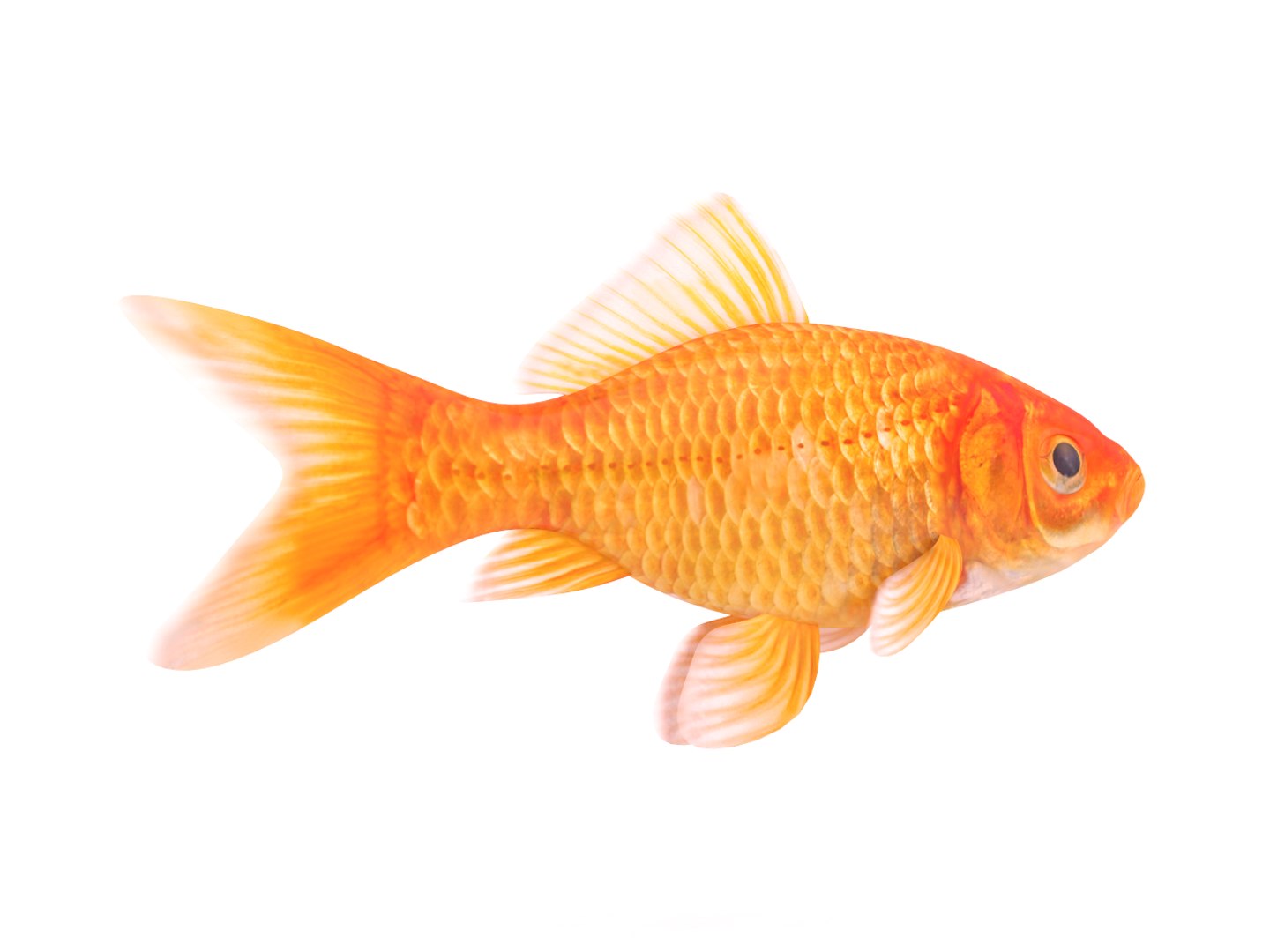 Realistic Goldfish 3D Model - TurboSquid 1549769