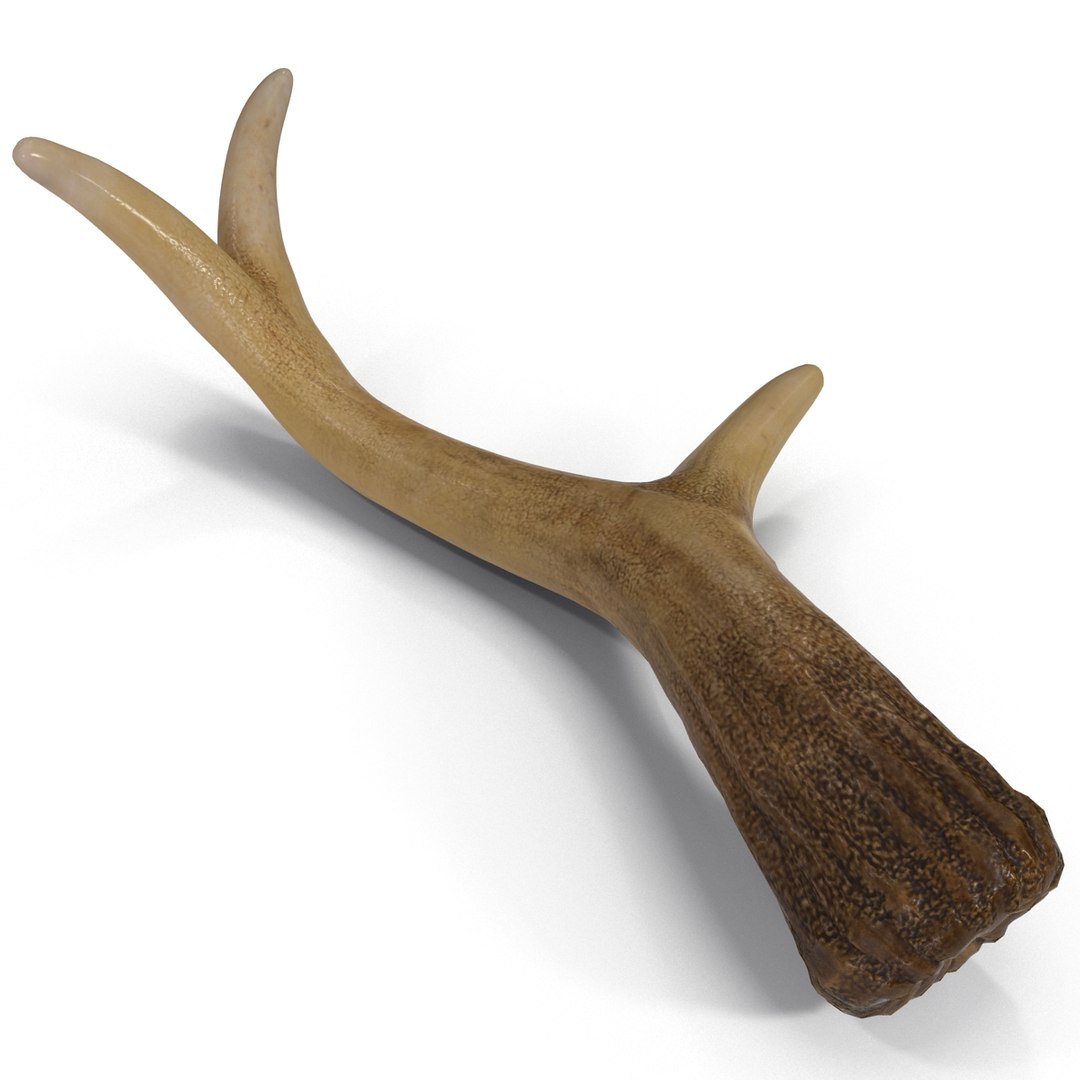 Deer Antler 3d X