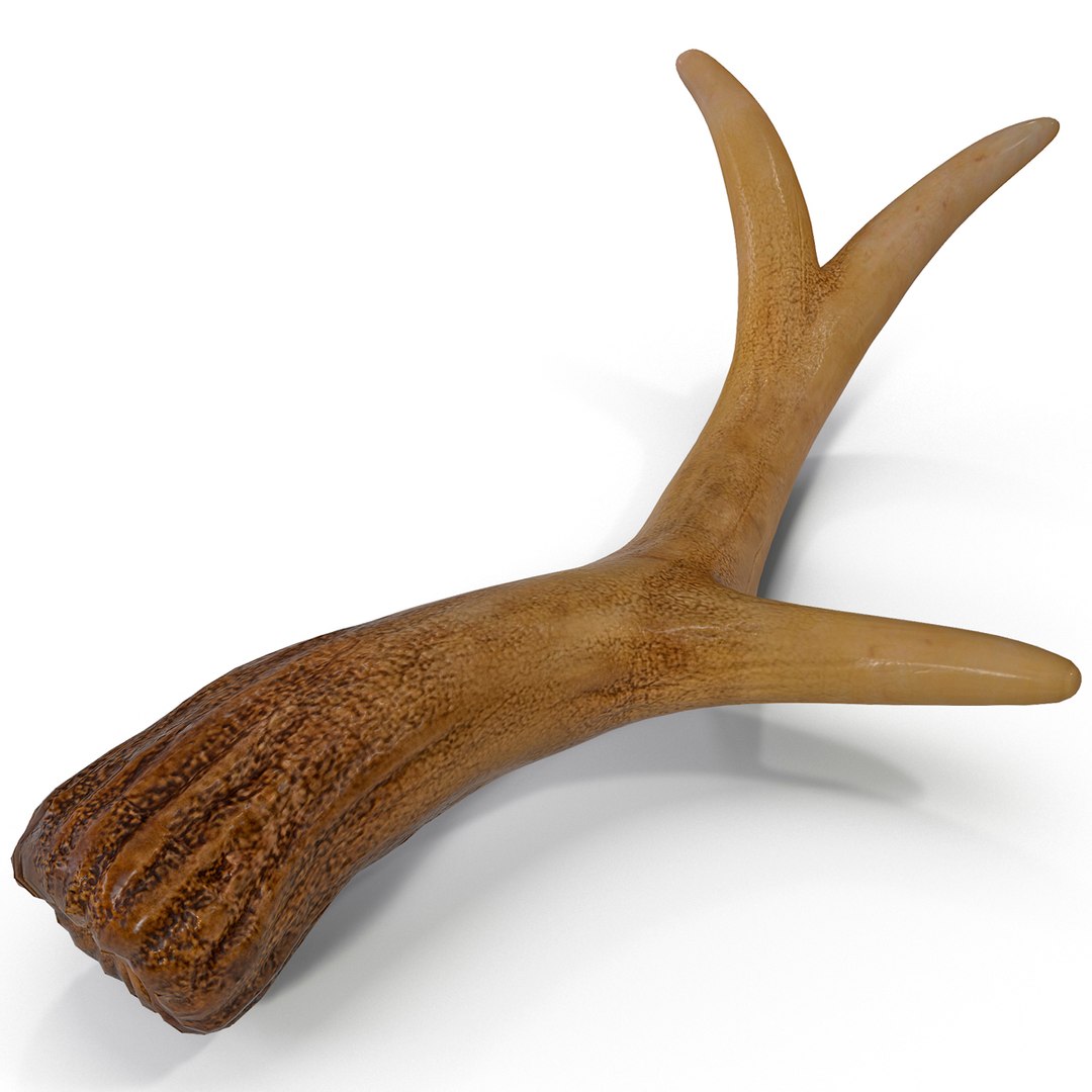 Deer Antler 3d X